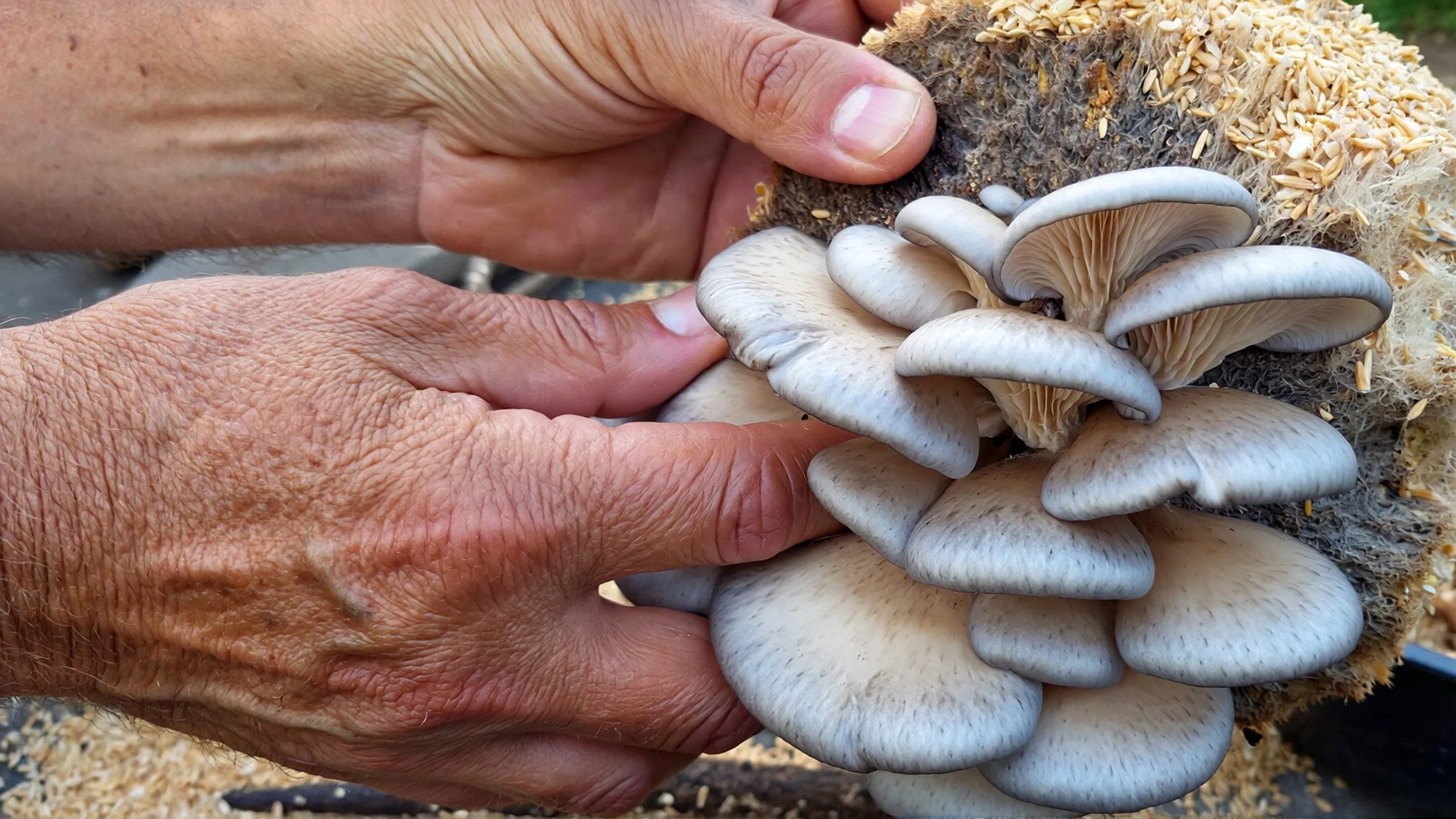 Block Mushroom Growing Guide: Grow Fresh Mushrooms at Home